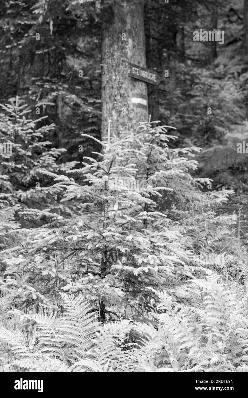 Austrian alps summer Black and White Stock Photos & Images - Alamy