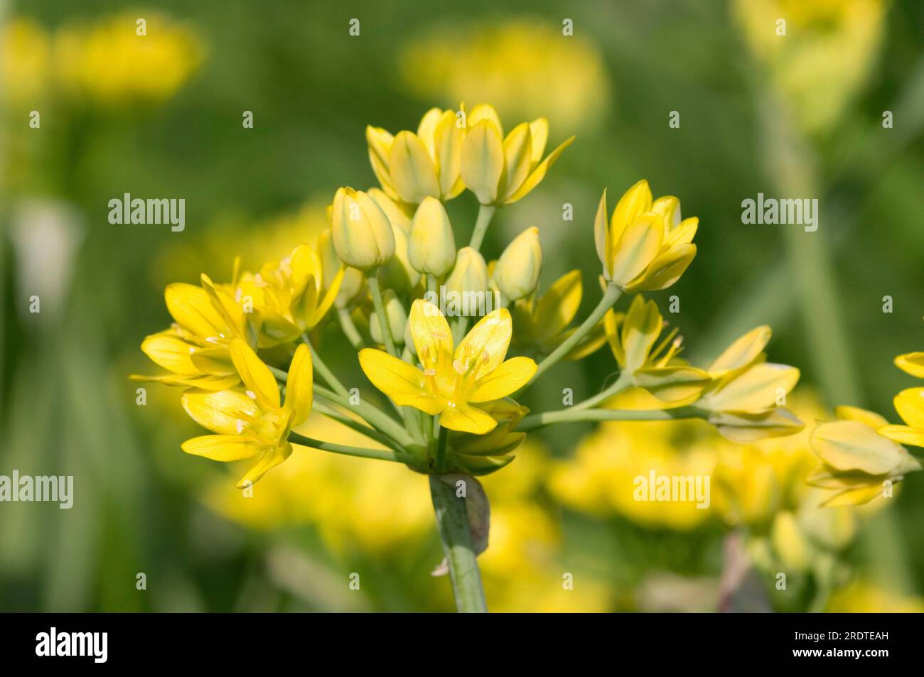 Golden Garlic (Allium moly), Yellow Onion, Liliy Leek Stock Photo - Alamy