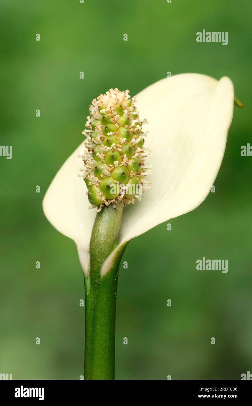 Water Arum, Germany, Water-Dragon, Wild Calla, Bog Arum (Calla ...
