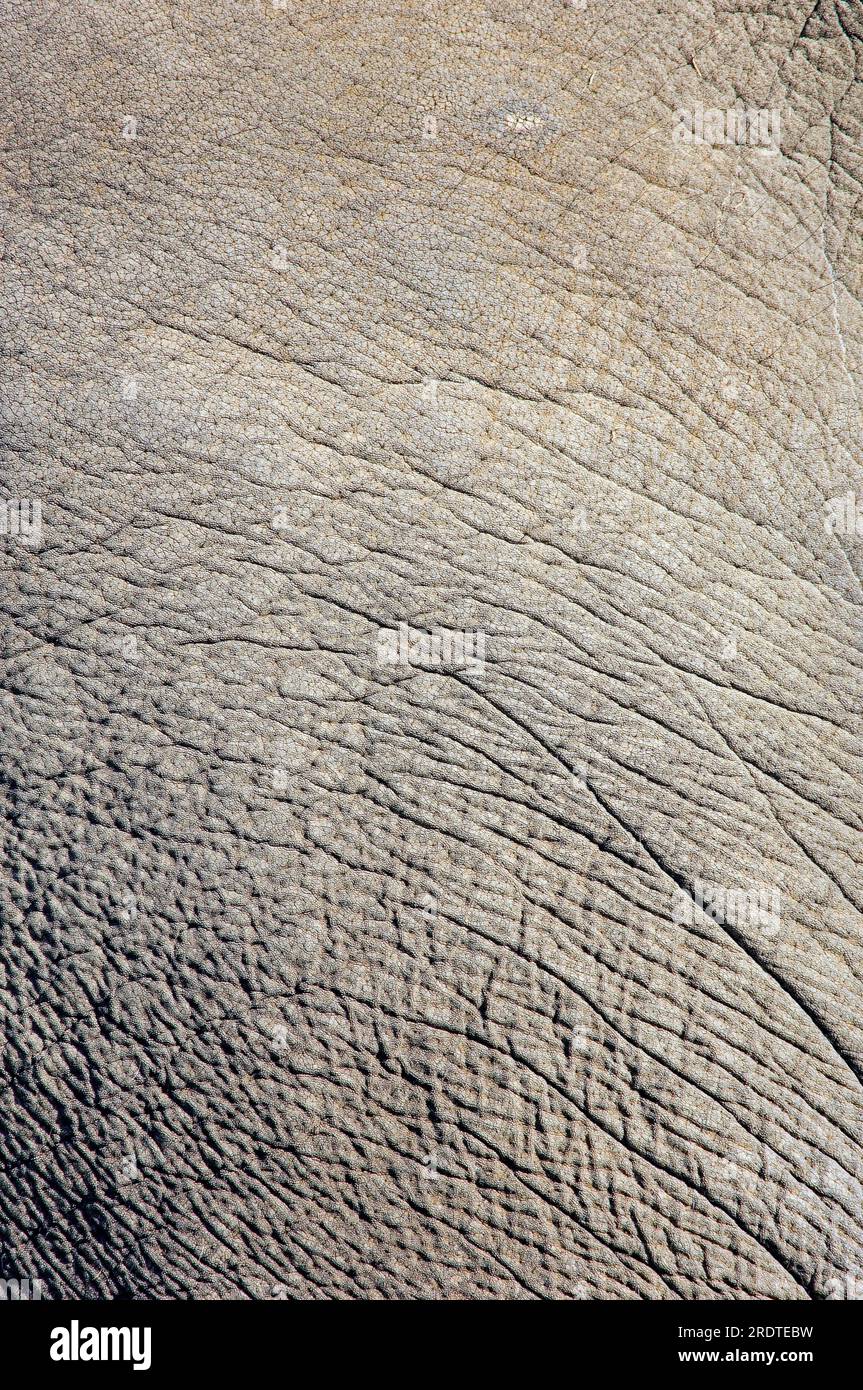 Indian Elephant, skin detail, Asian Elephant (Elephas maximus Stock ...