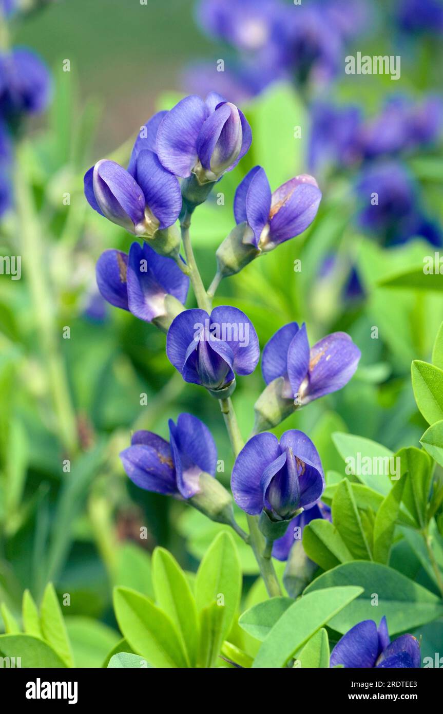 Blue Wild Indigo, Blue False Indigo (Baptisia australis Stock Photo - Alamy