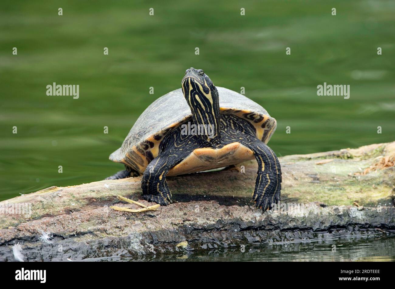 Red-eared Turtle (Trachemys scripta elegans) (Pseudemys scripta elegans ...