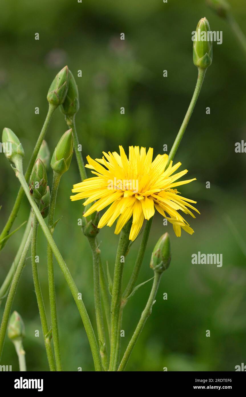 Black Salsify (Scorzonera hispanica Stock Photo - Alamy