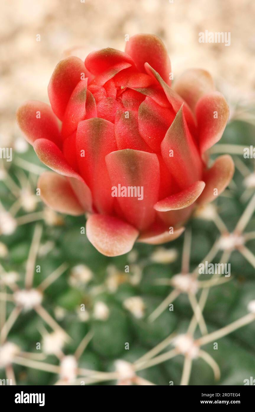 Gymnocalycium baldianum hi-res stock photography and images - Alamy