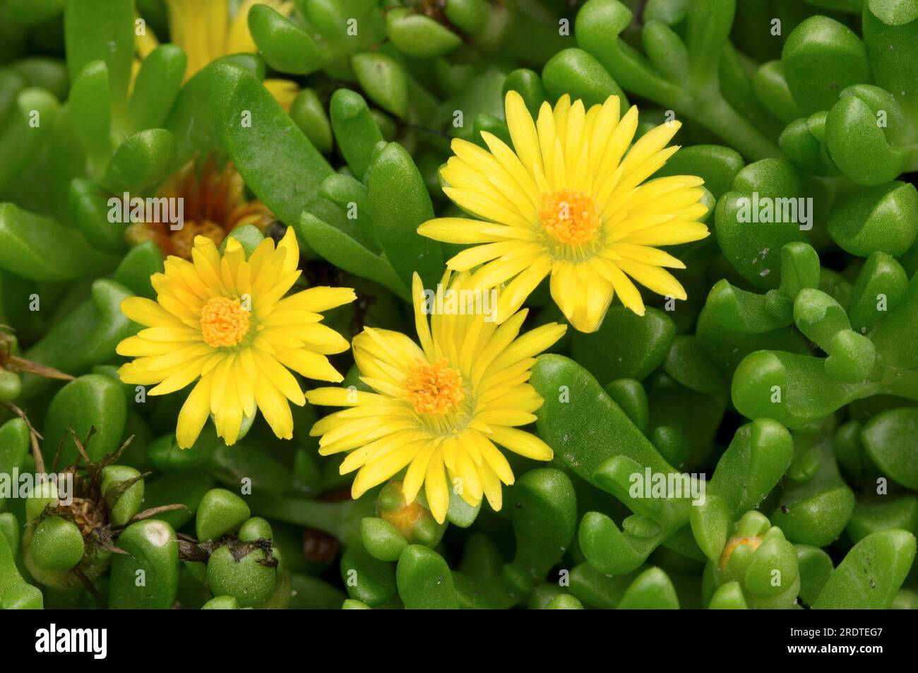 Lesotho Ice Plant (Delosperma nubigenum), Lesotho Perennial Ice Plant ...