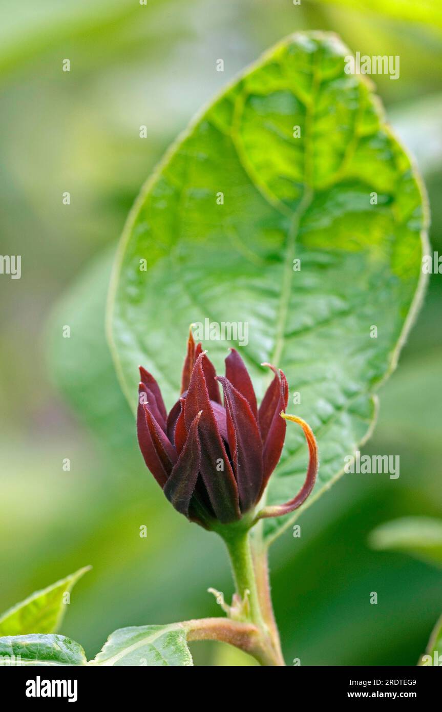 Common Sweetshrub (Calycanthus floridus), Carolina Allspice, Strawberry ...
