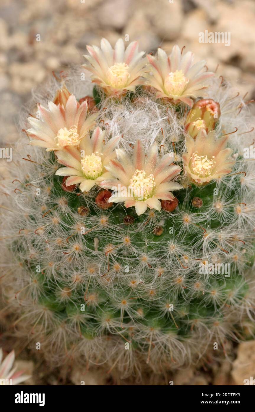Powder Puff Cactus (Mammillaria bocasana Stock Photo - Alamy