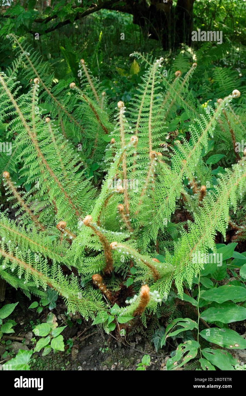 Shield fern hi-res stock photography and images - Alamy