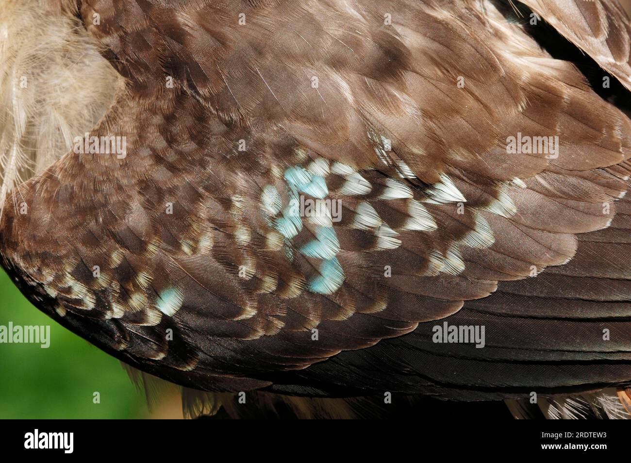 Laughing kookaburra (Dacelo gigas), detail of laughing kookaburra ...