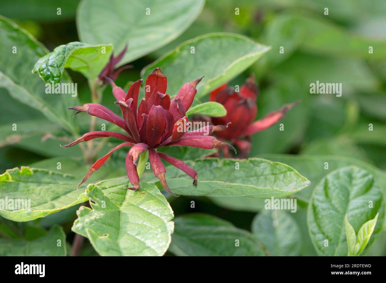 Common Sweetshrub (Calycanthus floridus), Carolina Allspice, Strawberry ...