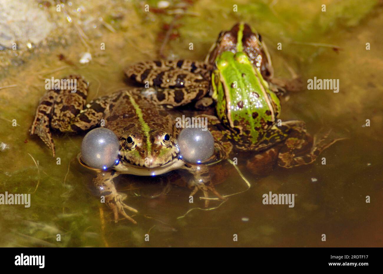 Edible Frogs (Rana esculenta), North Rhine-Westphalia, Germany Stock ...