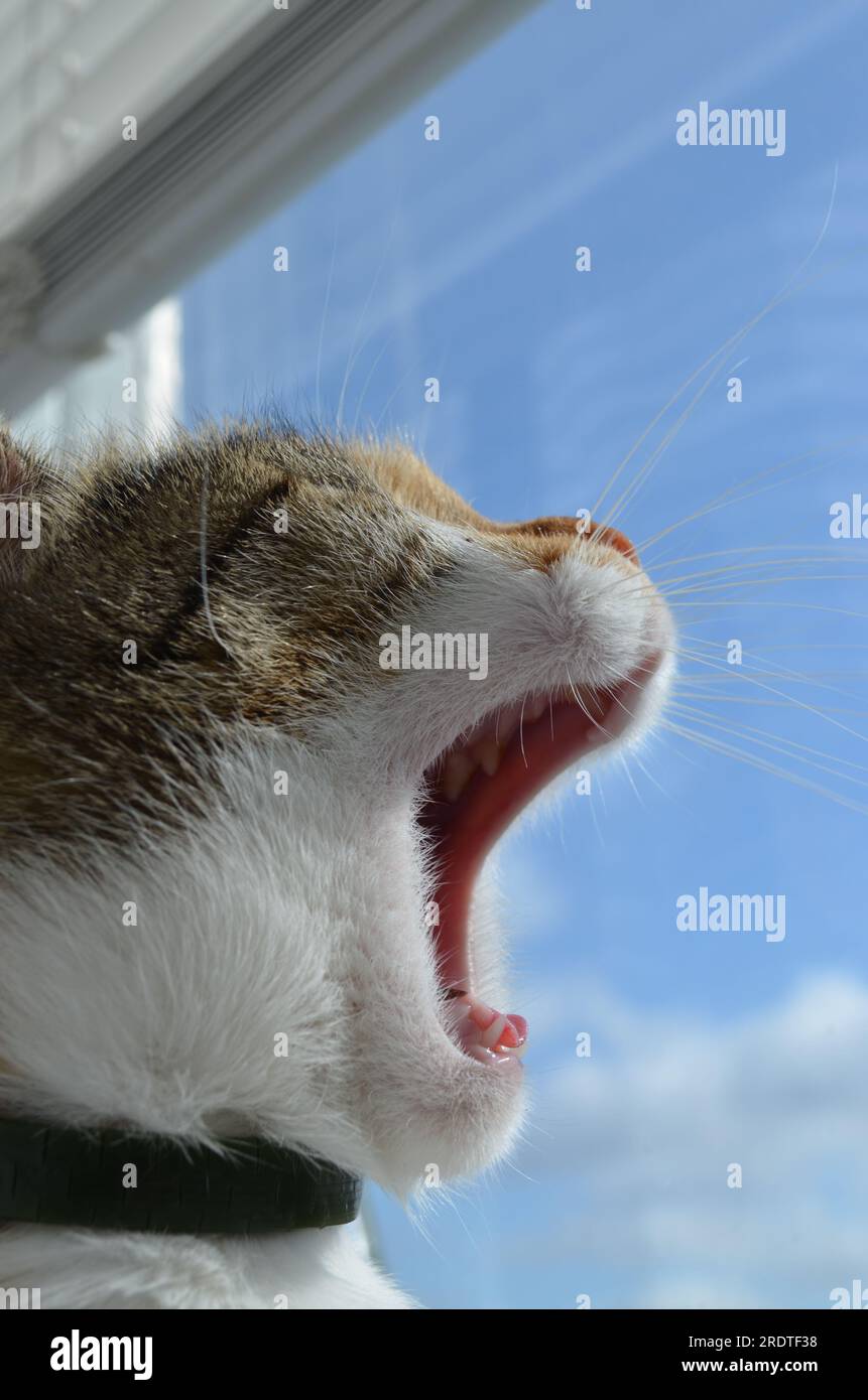 Cat yawning scream hi-res stock photography and images - Alamy