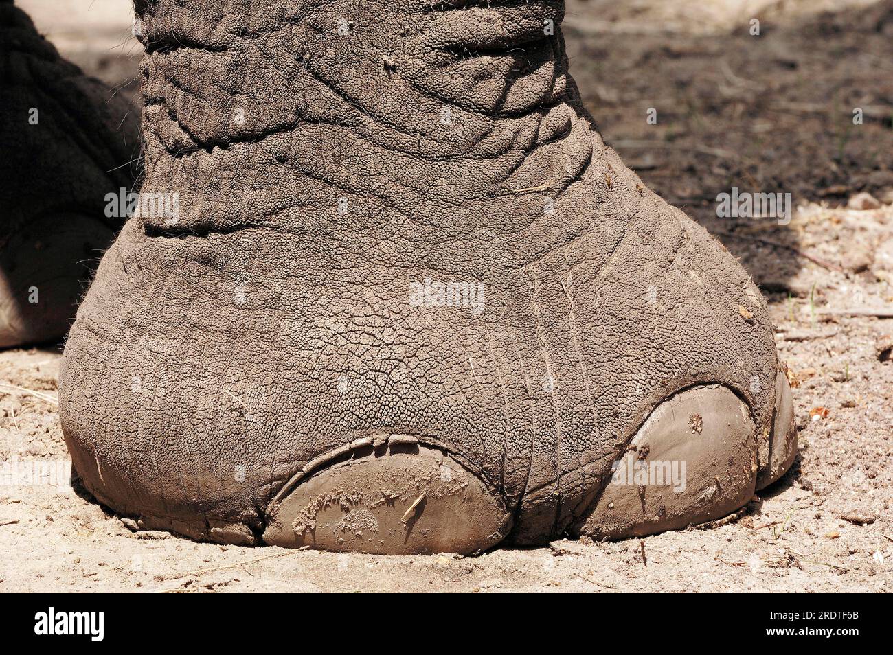 Indian Elephant, foot, Asian Elephant (Elephas maximus Stock Photo - Alamy