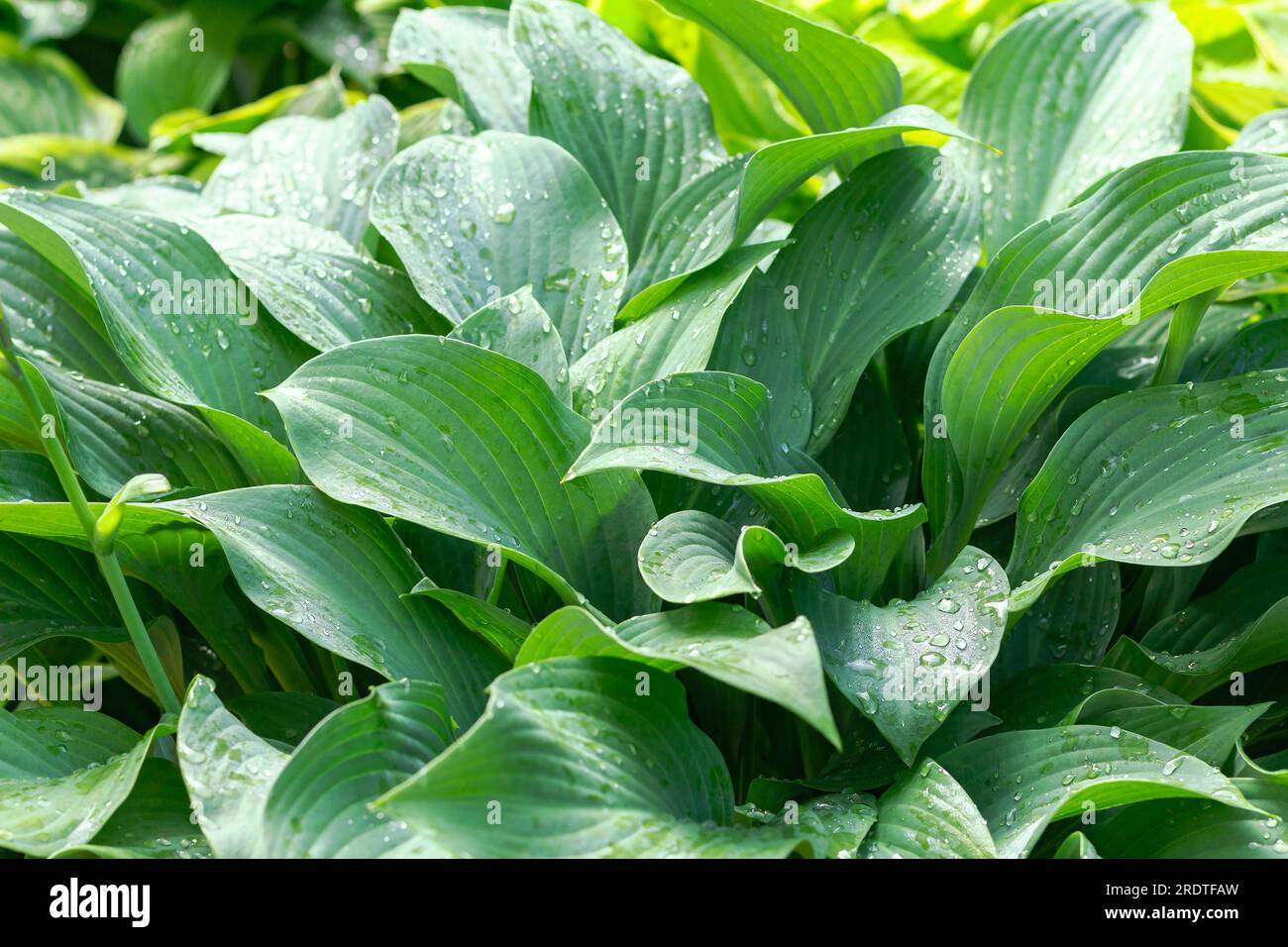 Detail of Hosta plant leaves for green background, texture,selective ...