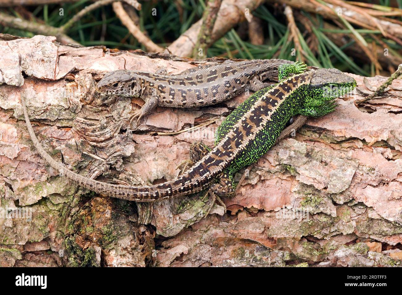 Sand lizards (Lacerta agilis), pair, De Hoge Veluwe National Park ...