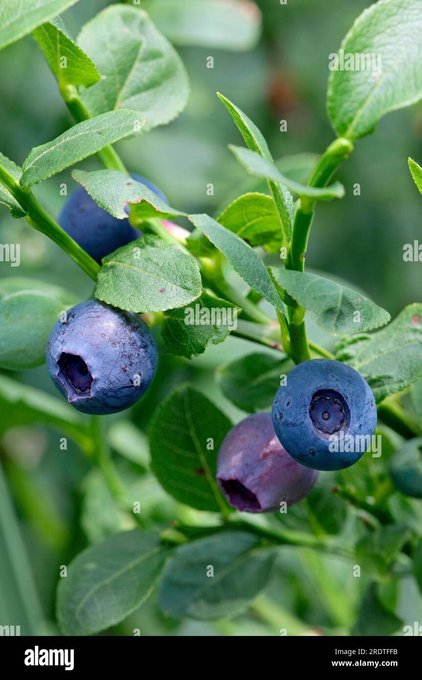 European blueberry (Vaccinium myrtillus), De Hoge Veluwe National Park ...