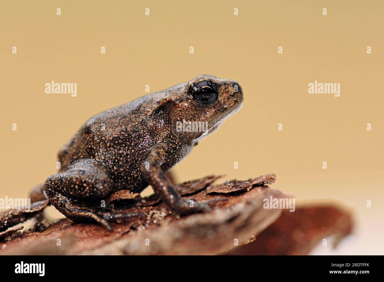 Young Common Toad (Bufo bufo), national park De Hoge Veluwe ...
