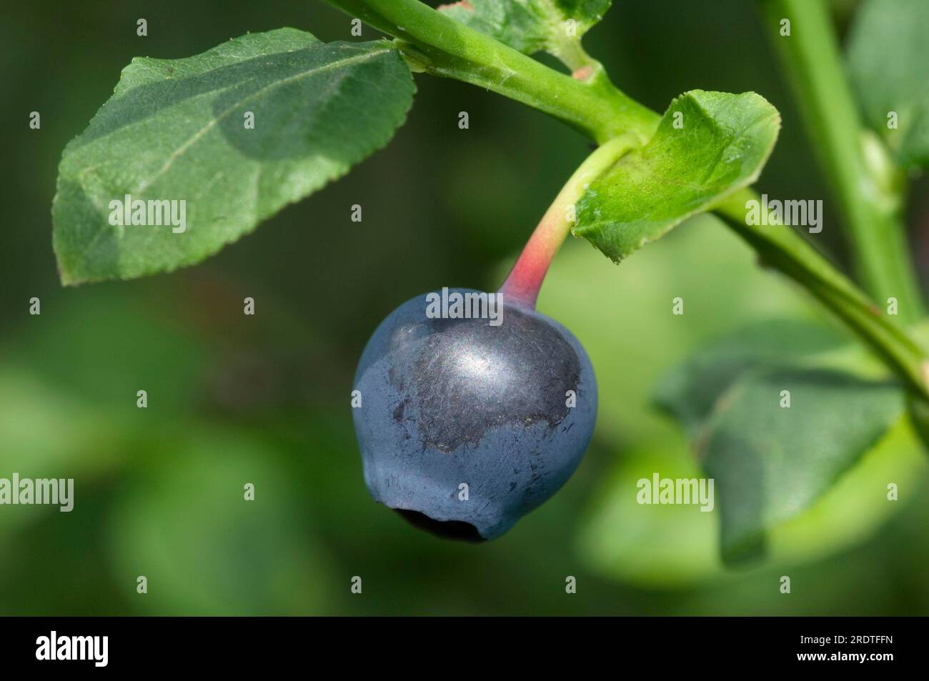 European blueberry (Vaccinium myrtillus), De Hoge Veluwe National Park ...