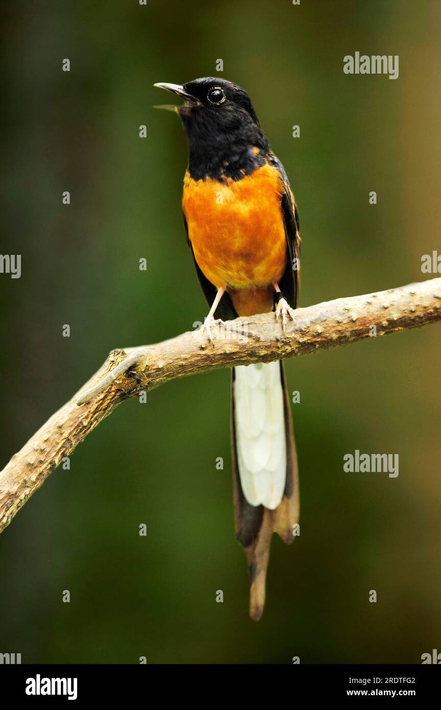 White rumped shama thrush hi-res stock photography and images - Alamy