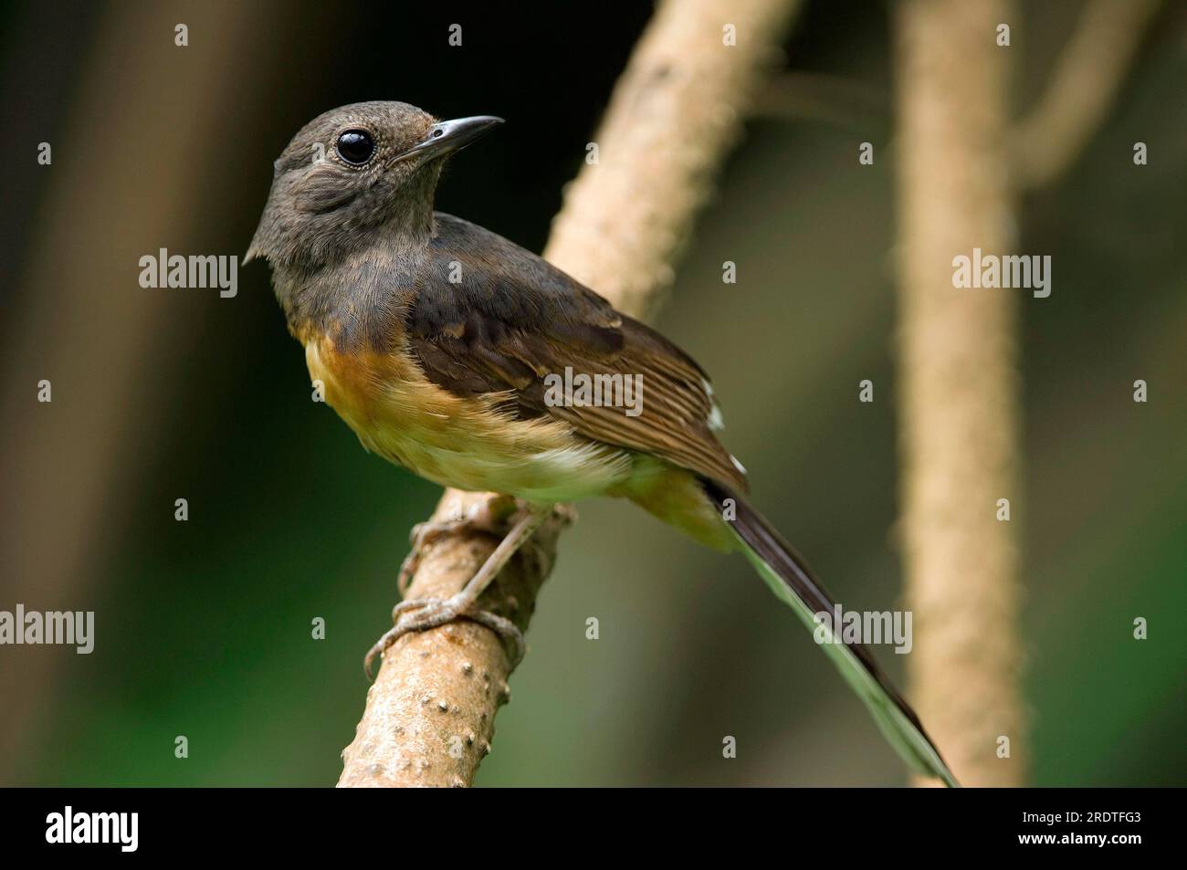 White-rumped Shama (Copsychus malabaricus), female, Shama Thrush Stock ...