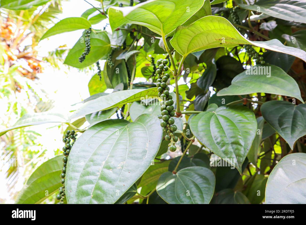 Fresh green pepper on the tree in the garden, pepper on tree in garden ...