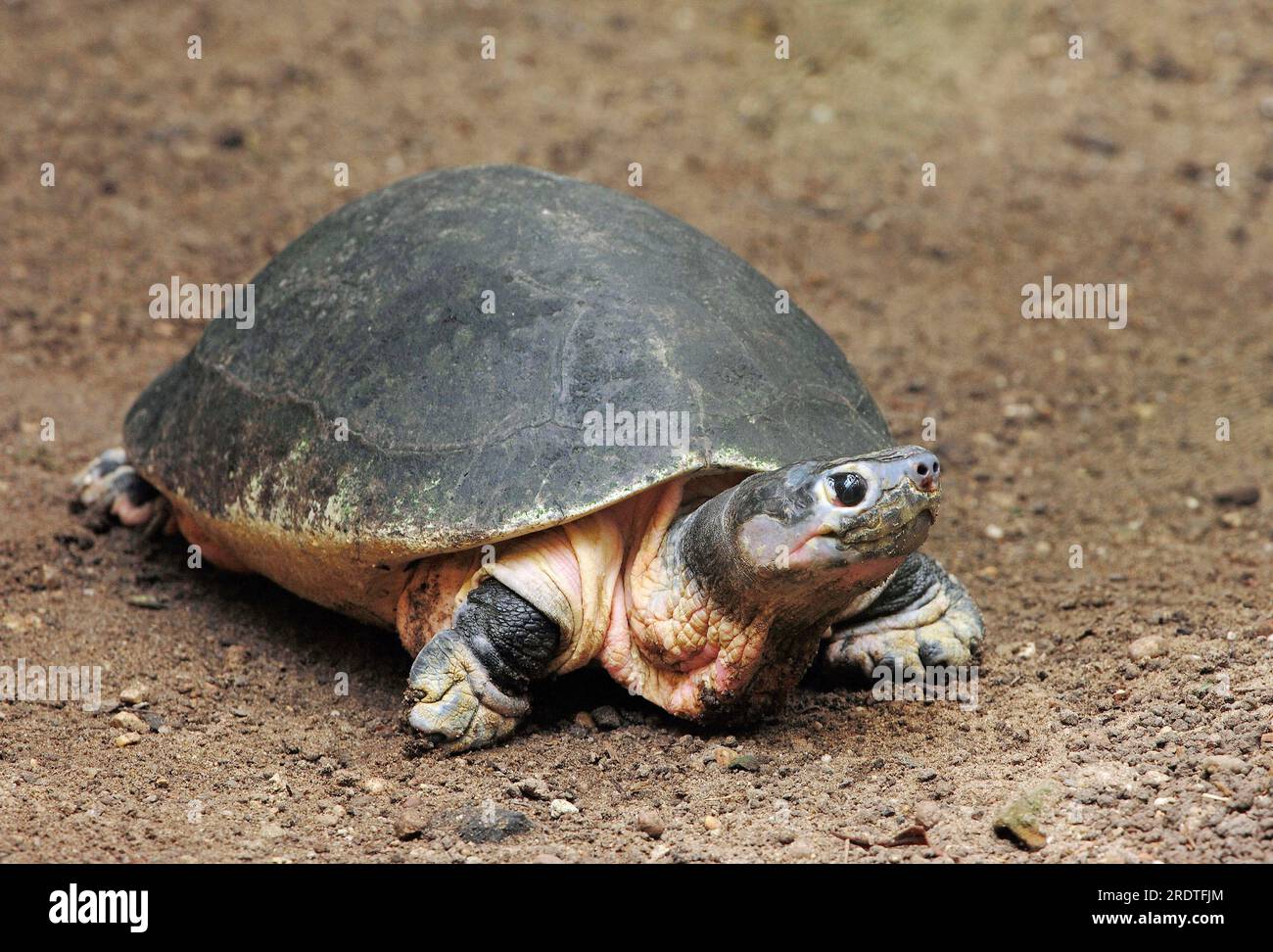 Borneo river turtle (Orlitia borneensis Stock Photo - Alamy