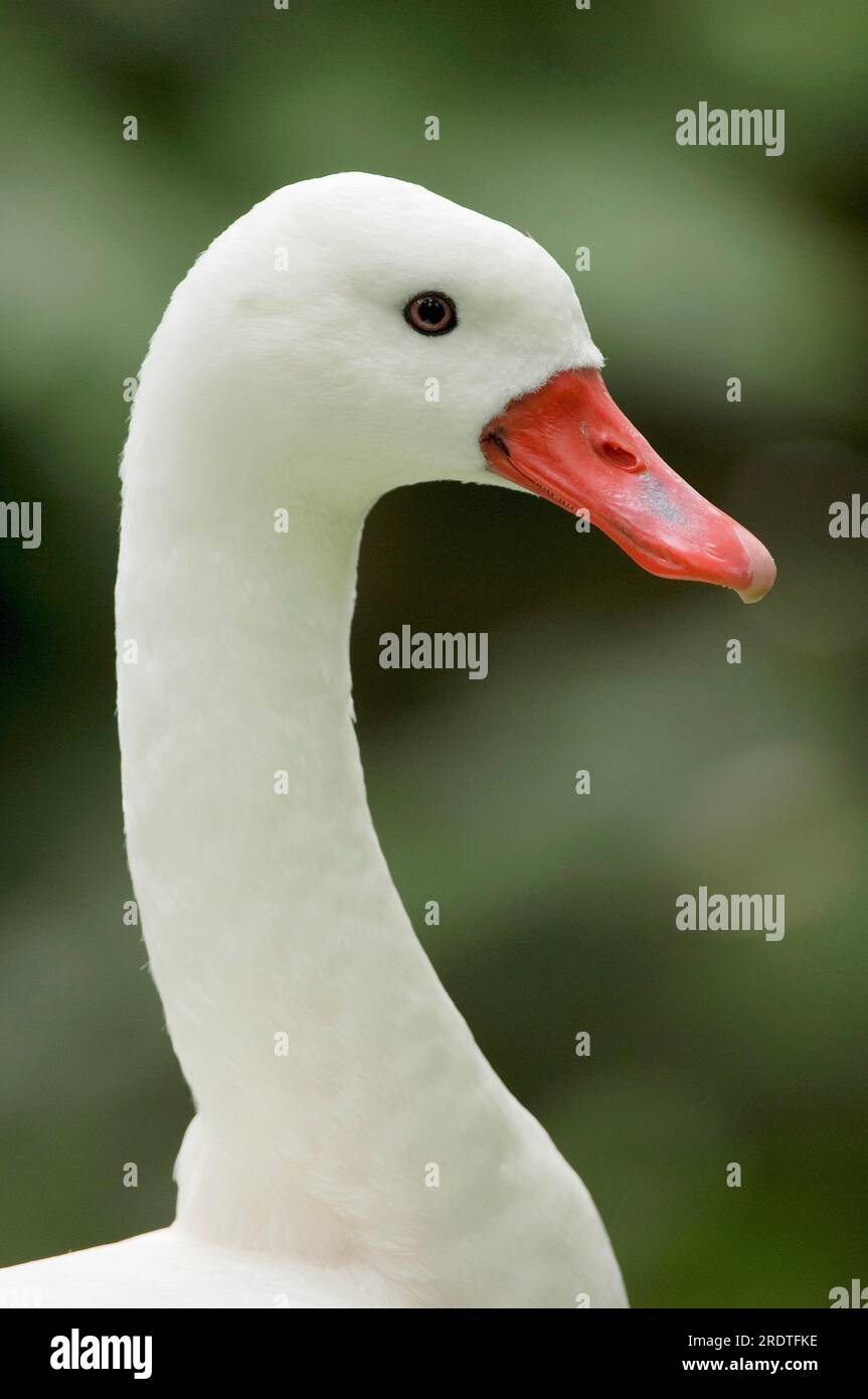 Coscoroba swan (Coscoroba coscoroba), side, profile Stock Photo - Alamy