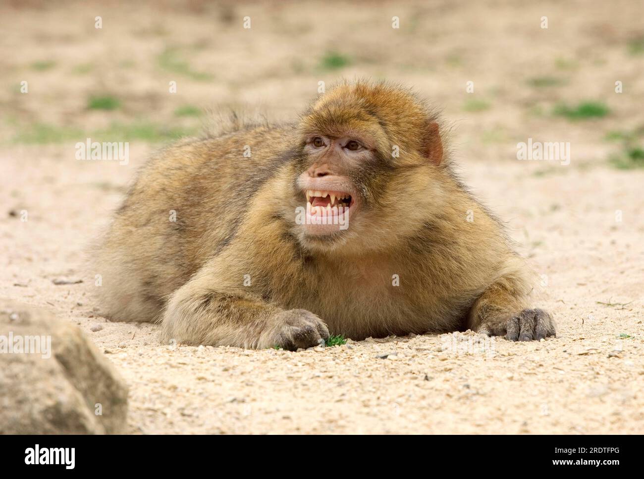 Barbary Monkey, Barbary Ape (Macaca sylvanus Stock Photo - Alamy