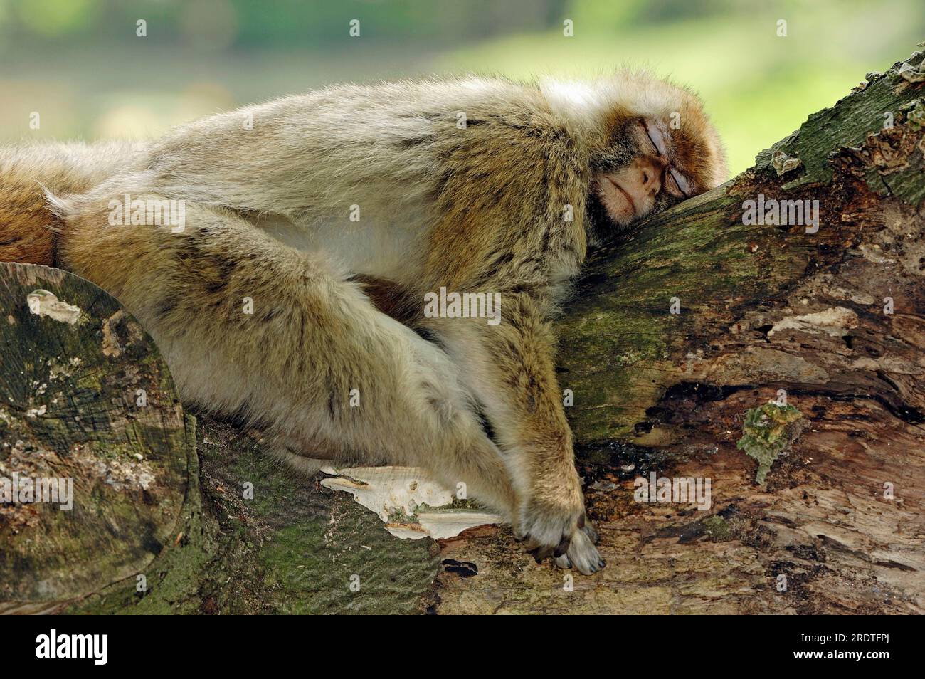 Barbary Monkey, Barbary Ape (Macaca sylvanus Stock Photo - Alamy