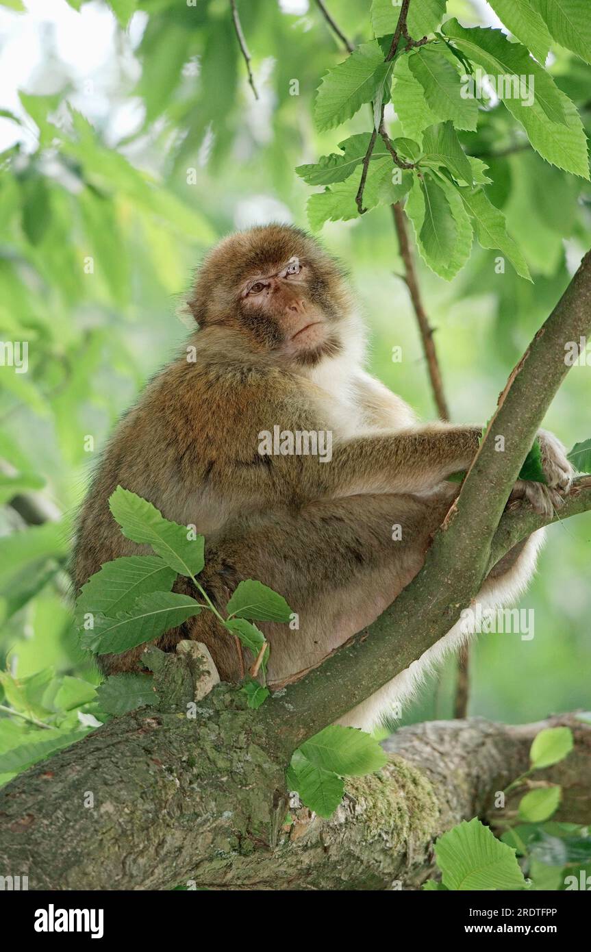 Barbary Monkey, Barbary Ape (Macaca sylvanus Stock Photo - Alamy