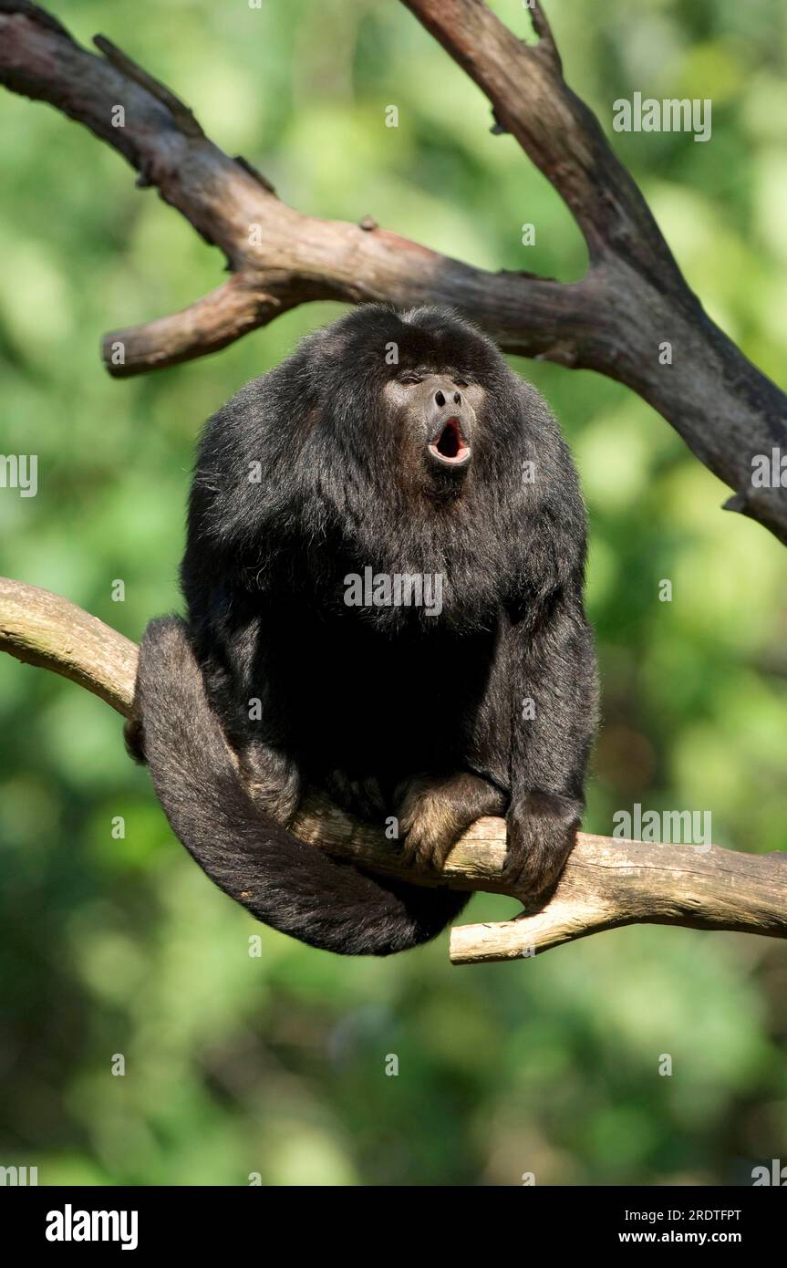 Black Howler (Alouatta caraya) Monkey, male roaring Stock Photo - Alamy