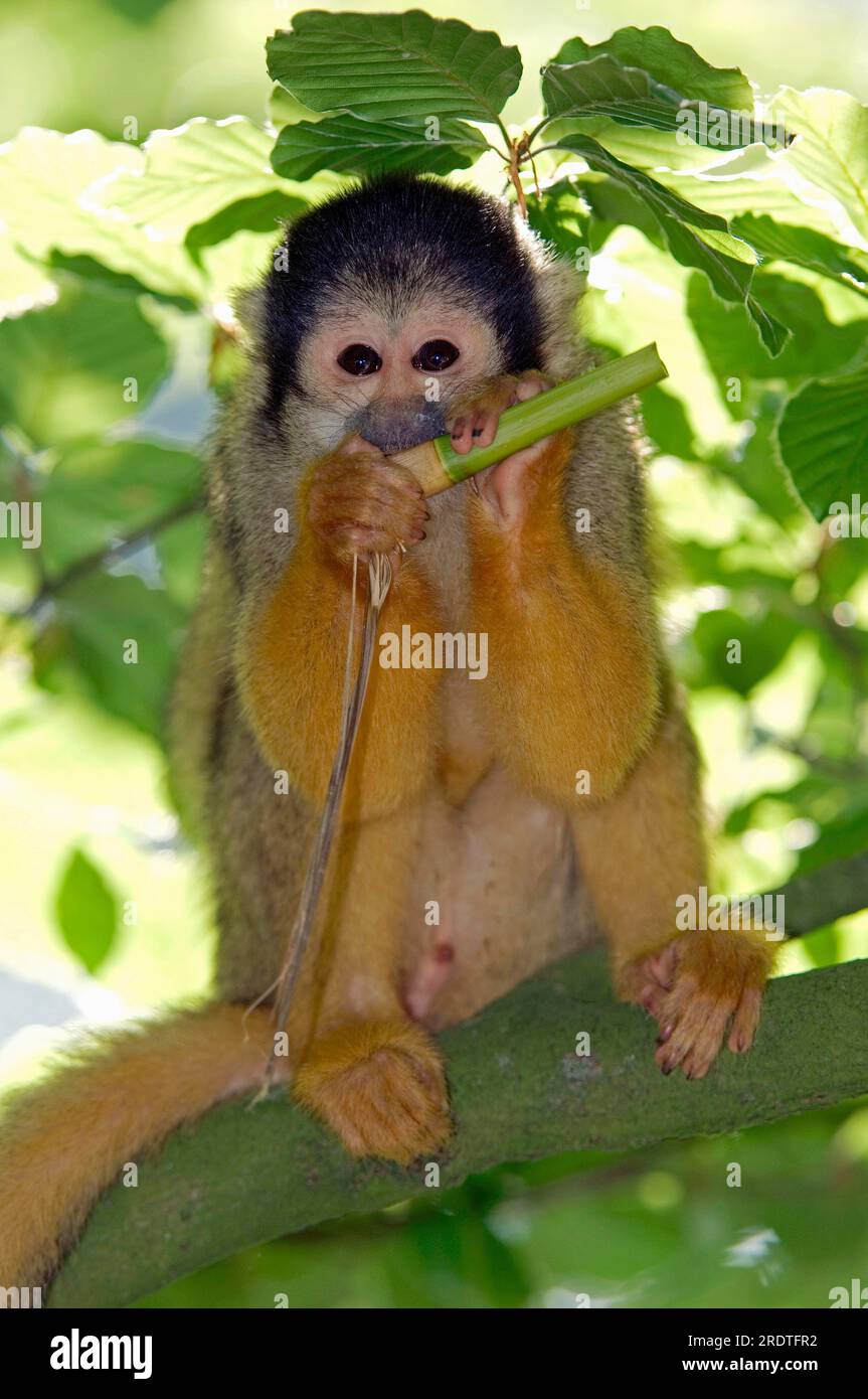 Bolivian Squirrel Monkey, male, Black-capped Squirrel Monkey (Saimiri ...