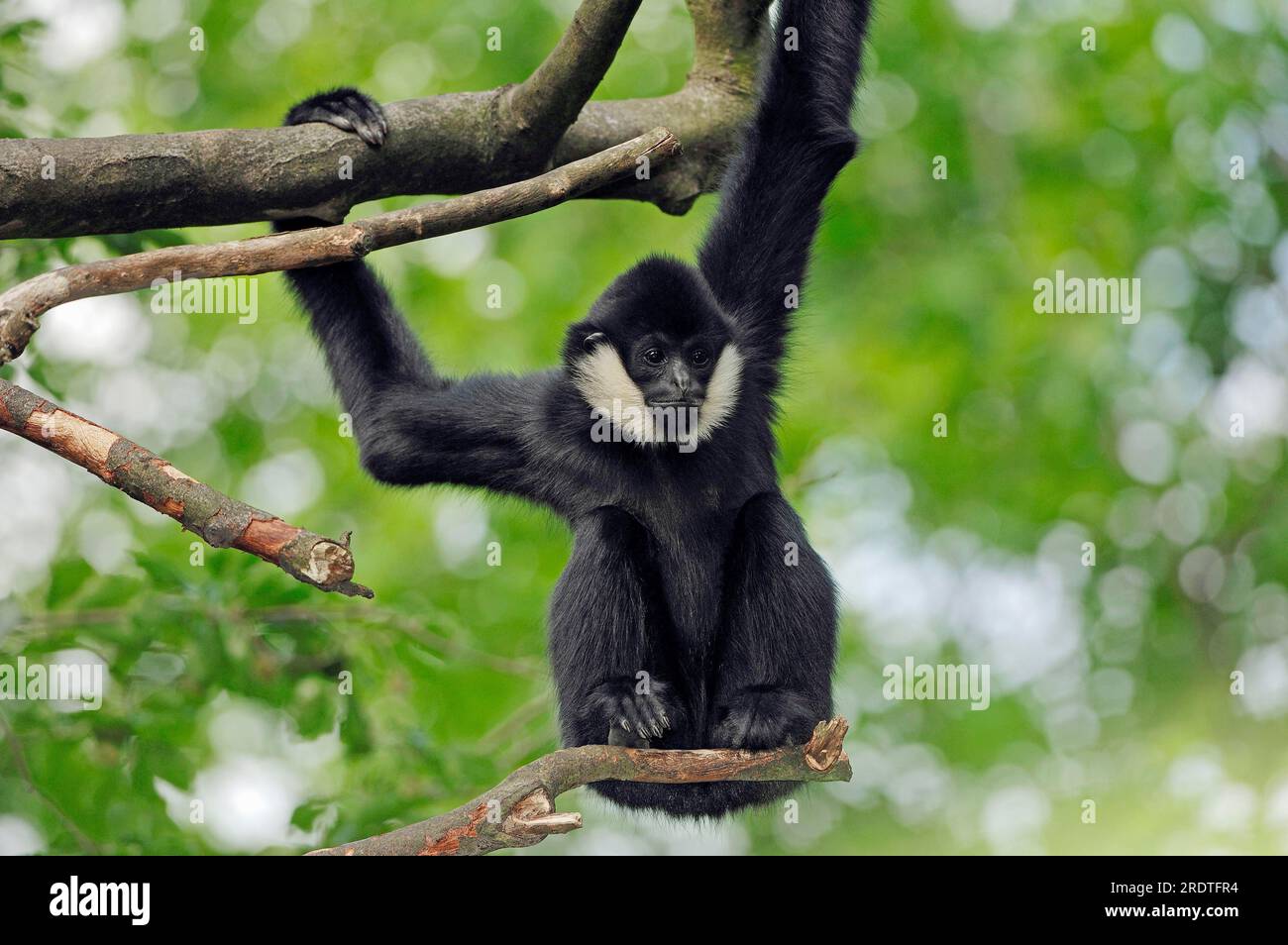 Hylobates concolor leucogenys hi-res stock photography and images - Alamy