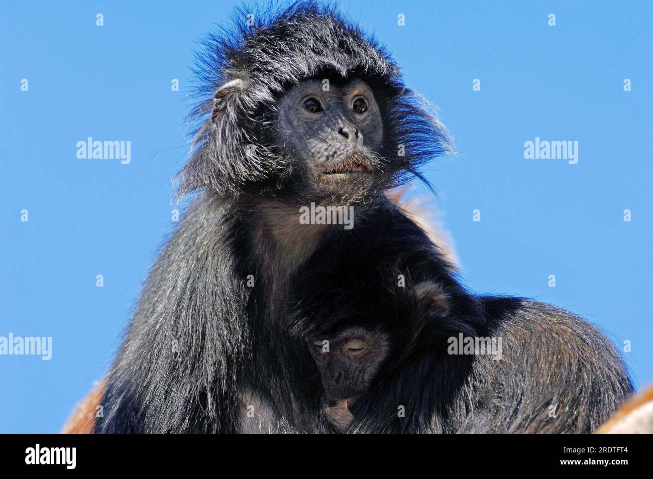 Javan Langur, female nursing young (Trachypithecus auratus auratus ...