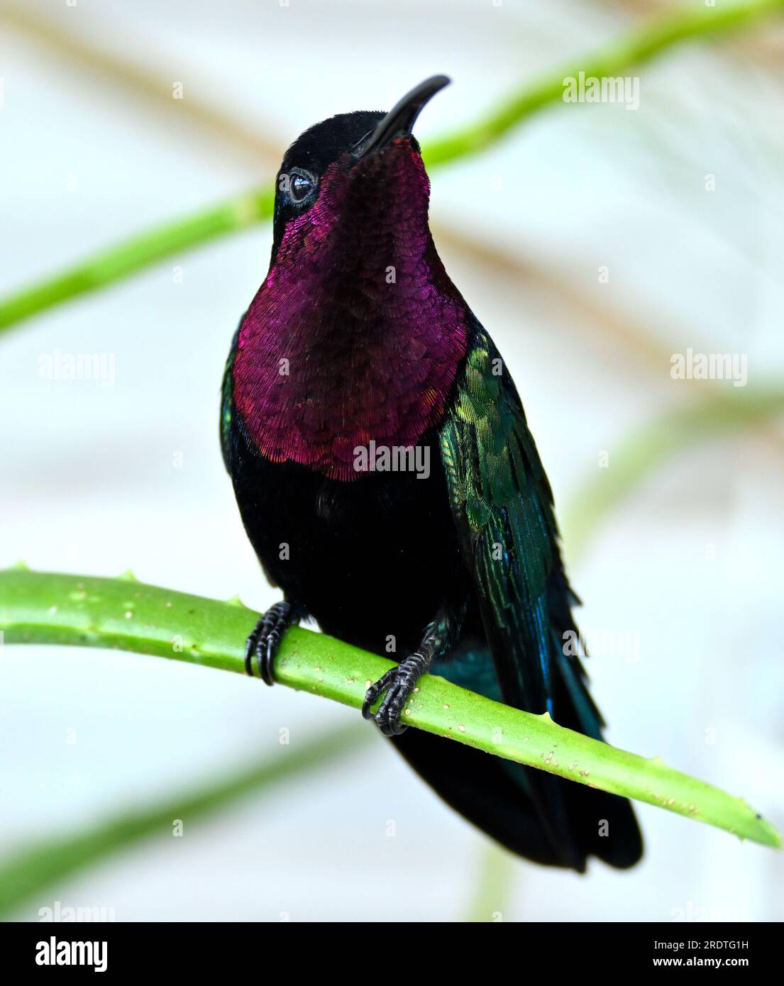 Coco colored hi-res stock photography and images - Alamy