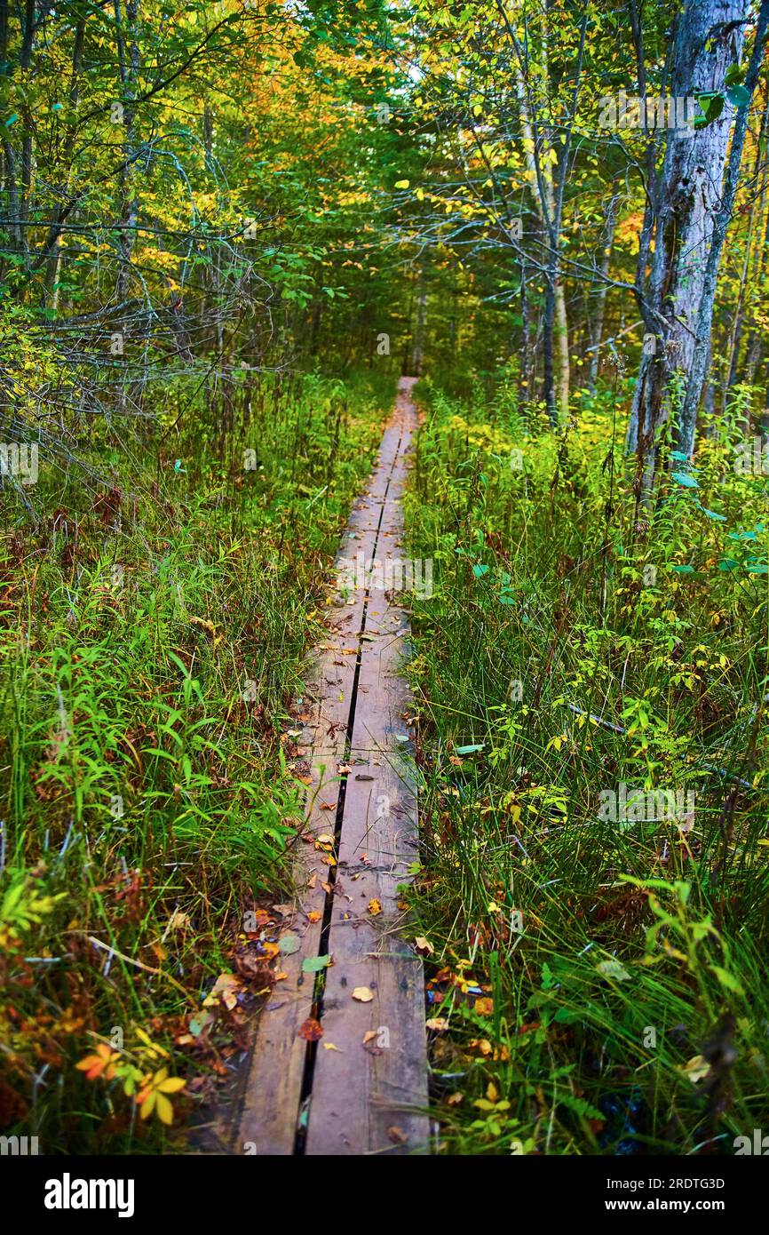 Wood plank boardwalk path or trail through green forest with creepy ...