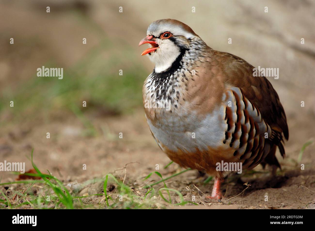 Red-legged Partridge (Alectoris rufa Stock Photo - Alamy
