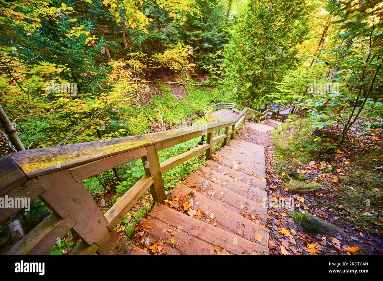 Wooden railing and stairs descend into lush green forest canyon on ...