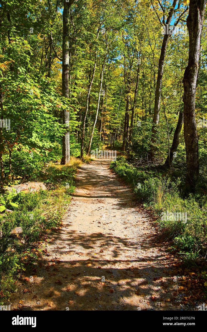 Wide path winding through lush green forest during summertime Stock ...