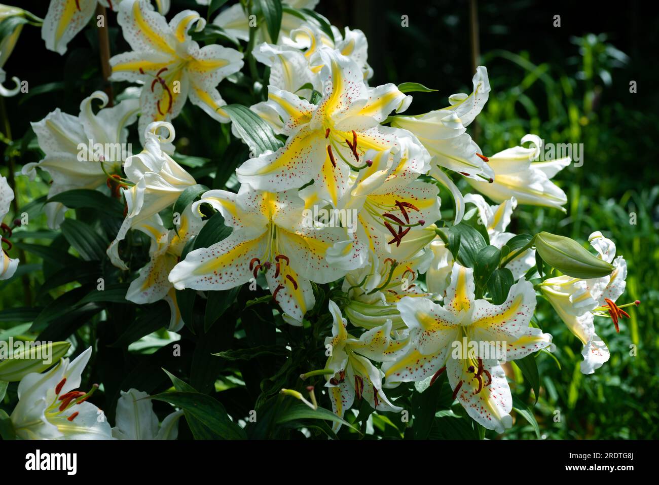 lilium blanc à veinures jaunes moucheté Auratum Gold Band (jardin du ...