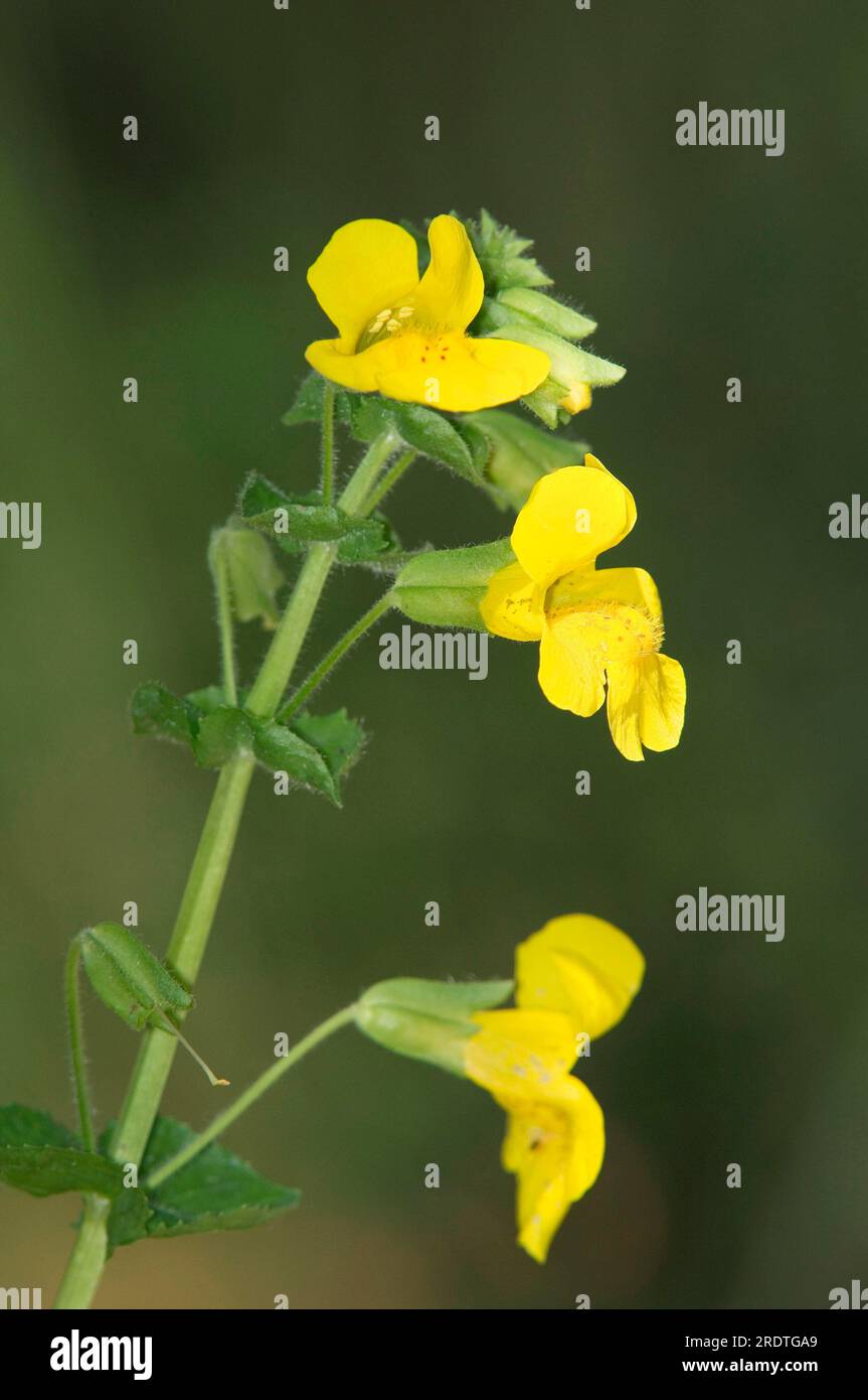 Monkey flower mimulus guttatus hi-res stock photography and images - Alamy