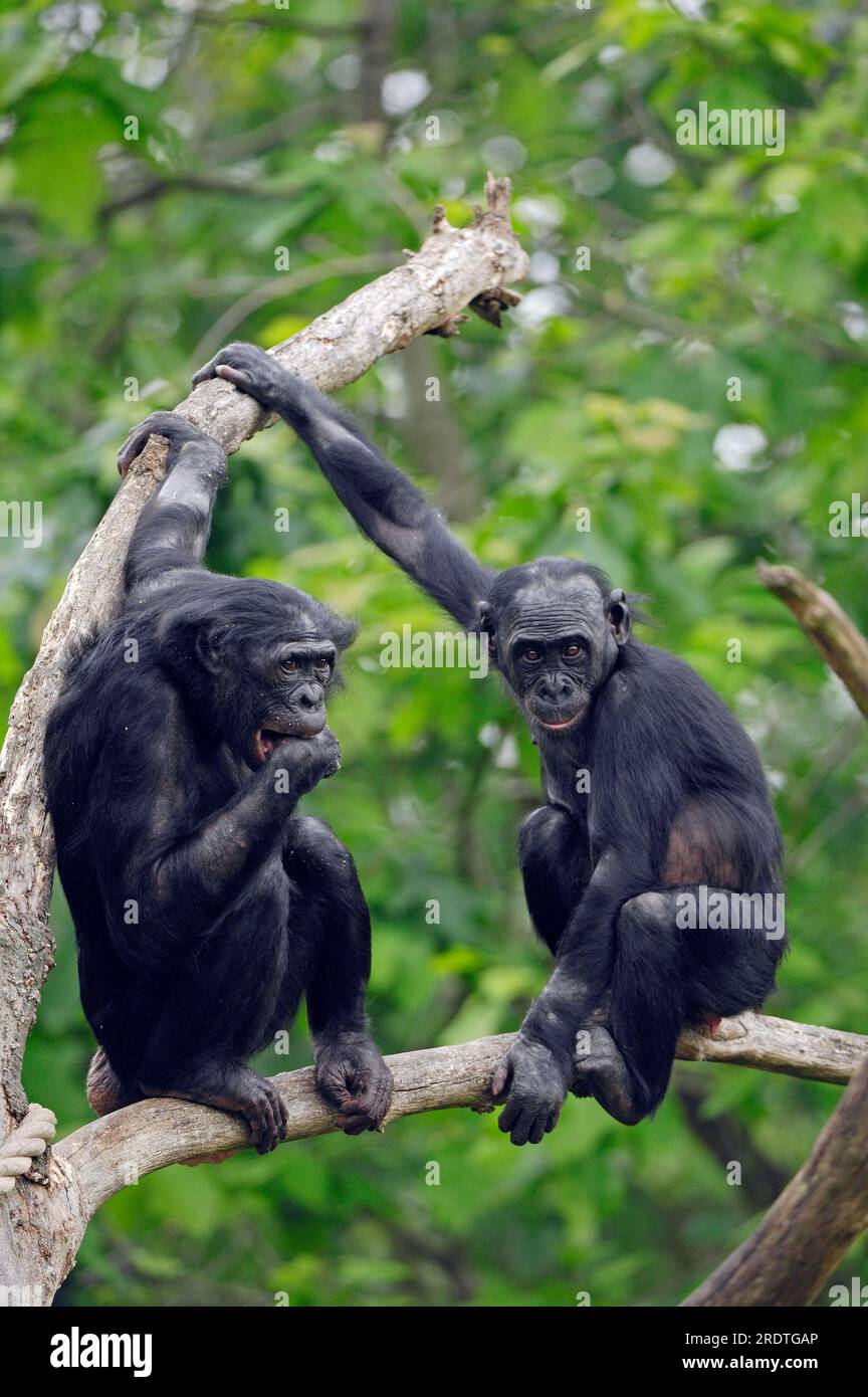 Bonobos, Pygmy Chimpanzee (Pan paniscus Stock Photo - Alamy