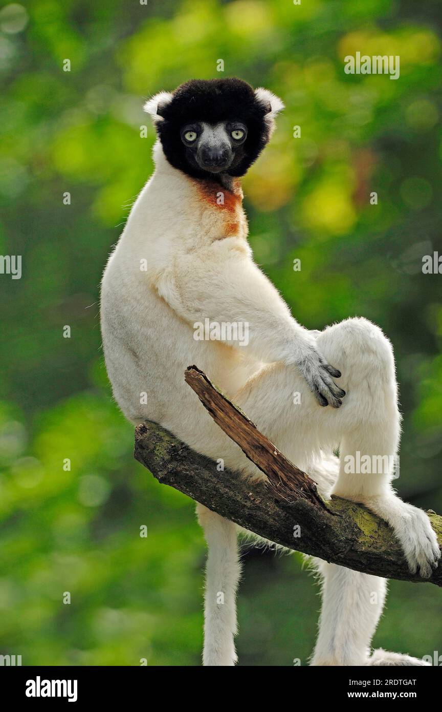 Crowned sifaka (Propithecus verreauxi coronatus Stock Photo - Alamy