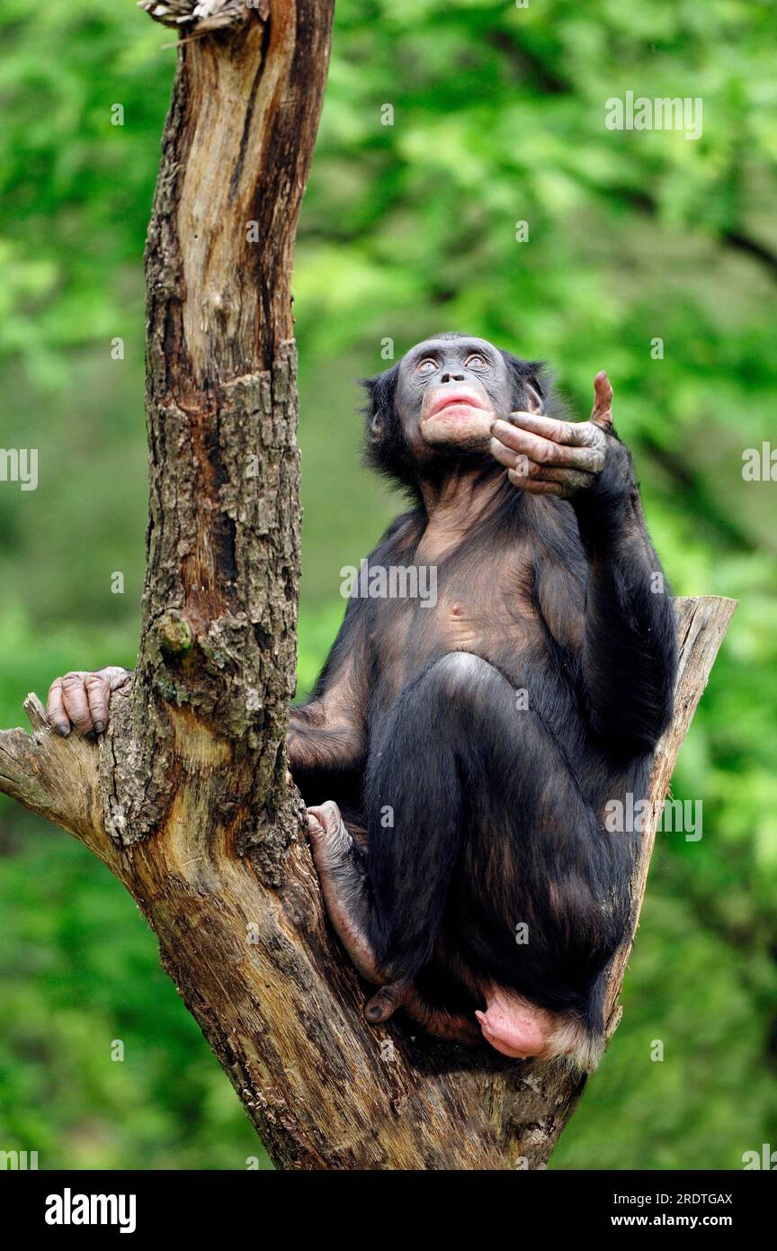 Bonobo (Pan paniscus), bonobo Stock Photo - Alamy