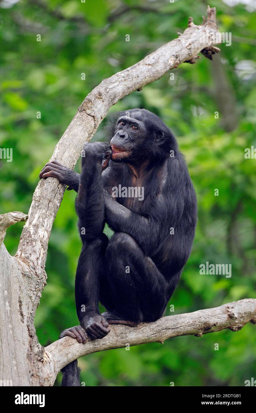 Bonobo, Pygmy Chimpanzee (Pan paniscus Stock Photo - Alamy