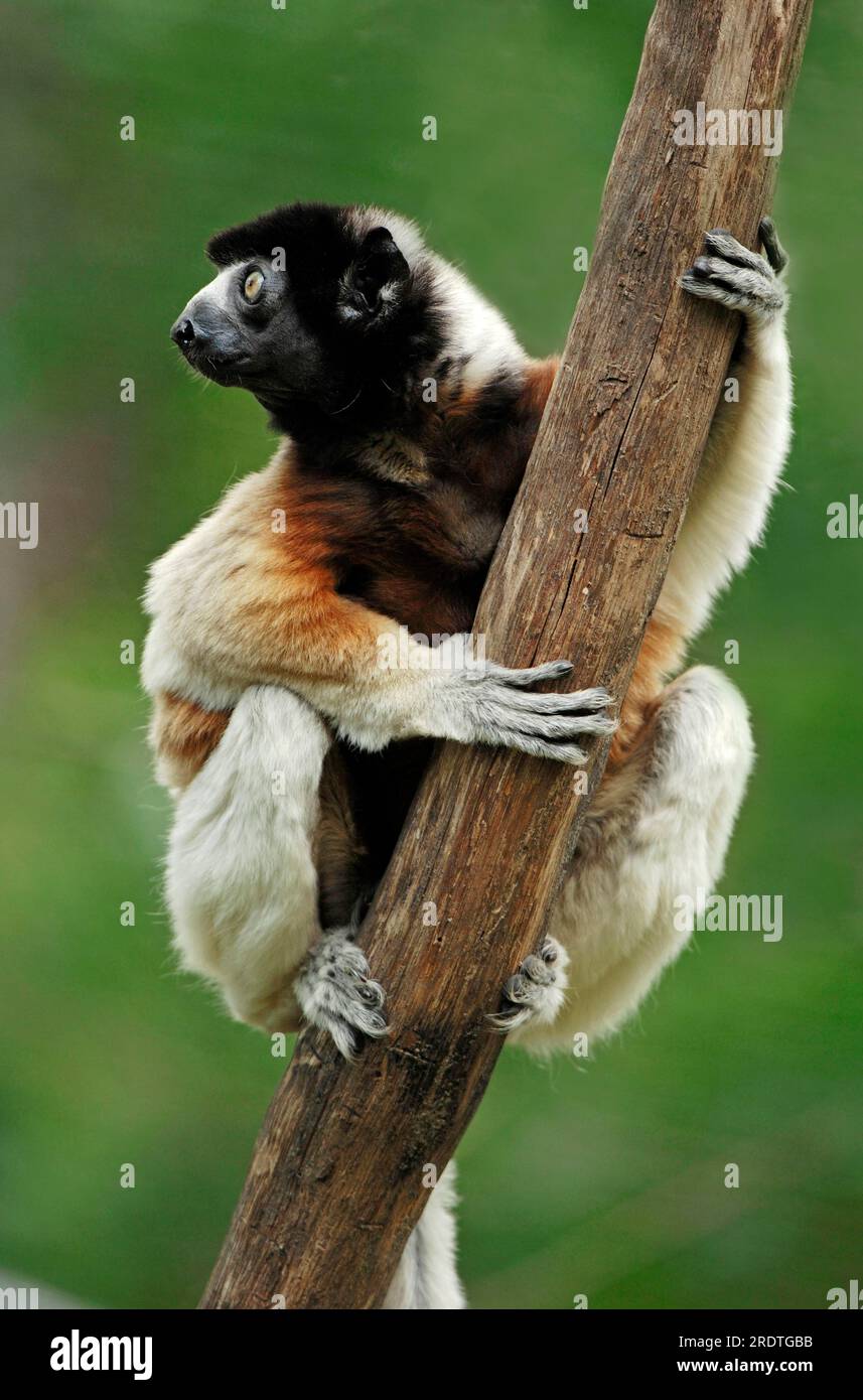 Crowned Sifaka (Propithecus verreauxi coronatus Stock Photo - Alamy