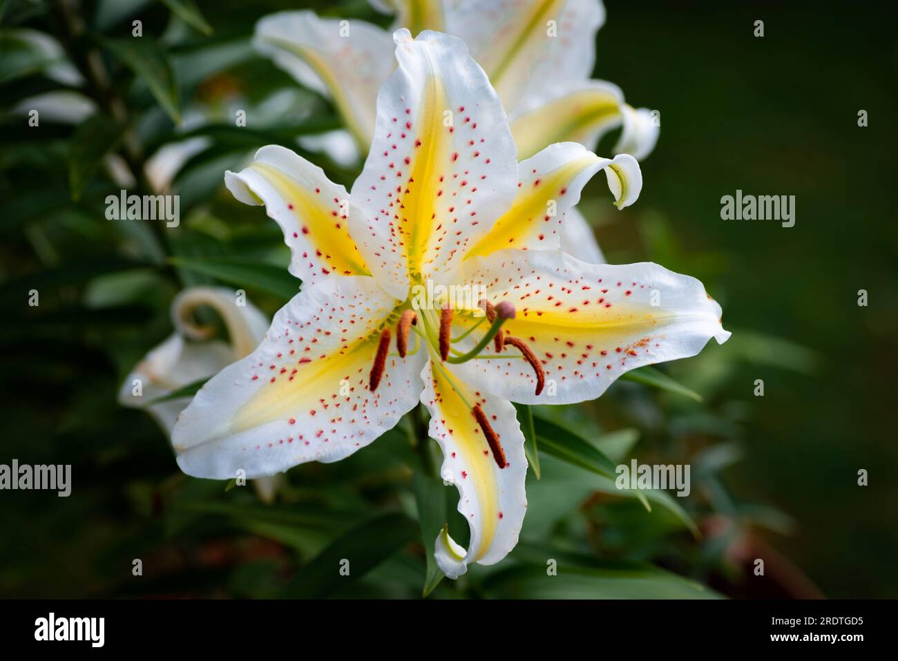 Auratum gold band hi-res stock photography and images - Alamy