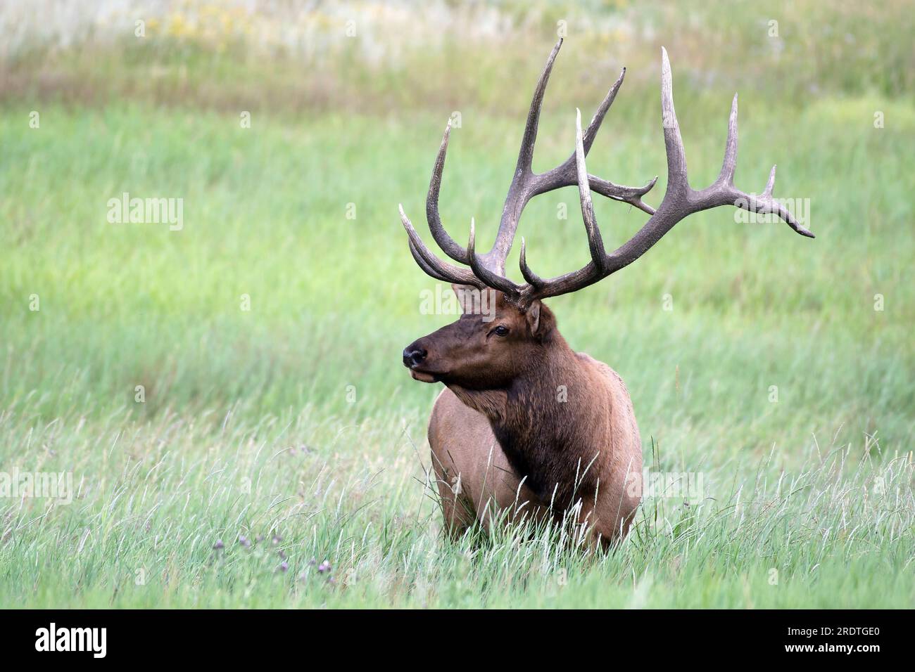 Bull Elk standing in a grassy meadow Stock Photo - Alamy