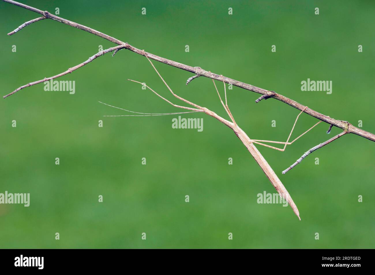 Winged stick insect (Sipyloidea sipylus), stick insect, rose-winged ...