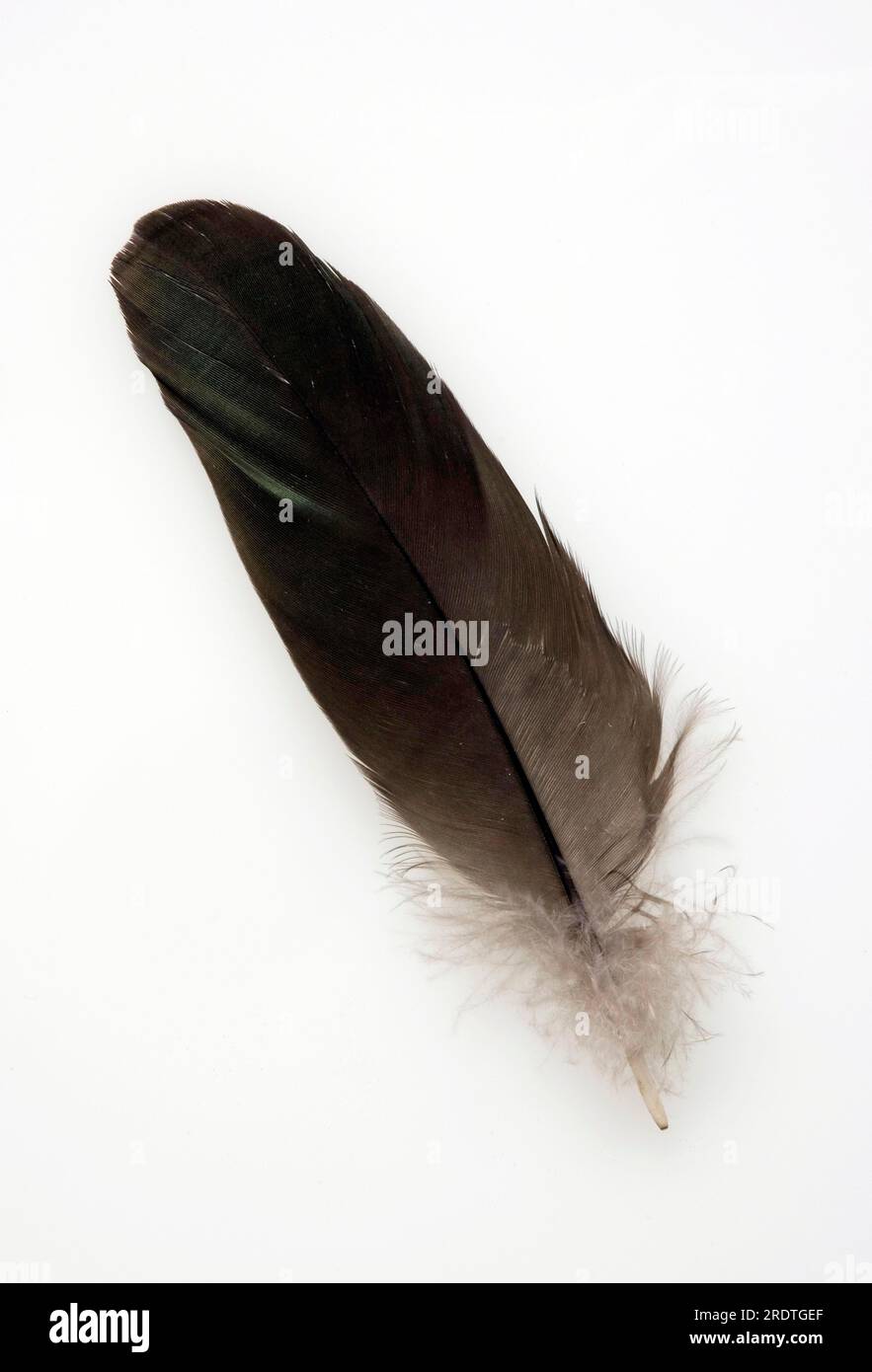 Northern bald ibis (Geronticus eremita), feather Stock Photo - Alamy